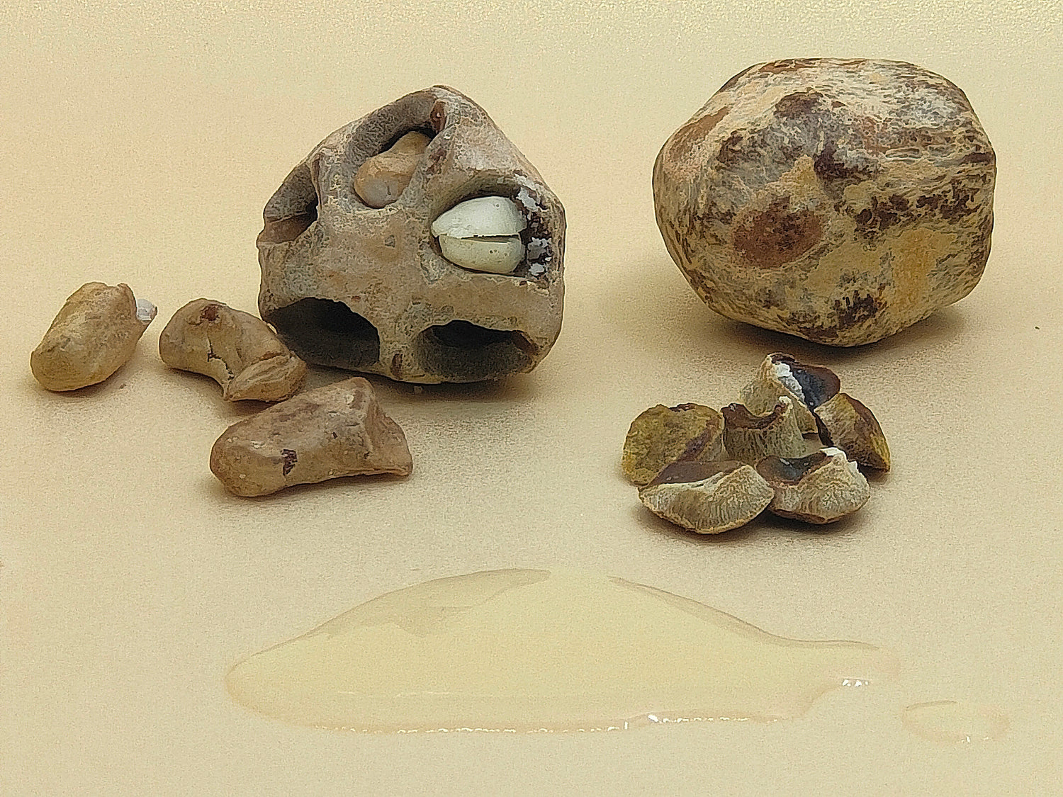 About the Marula – MarulaLab